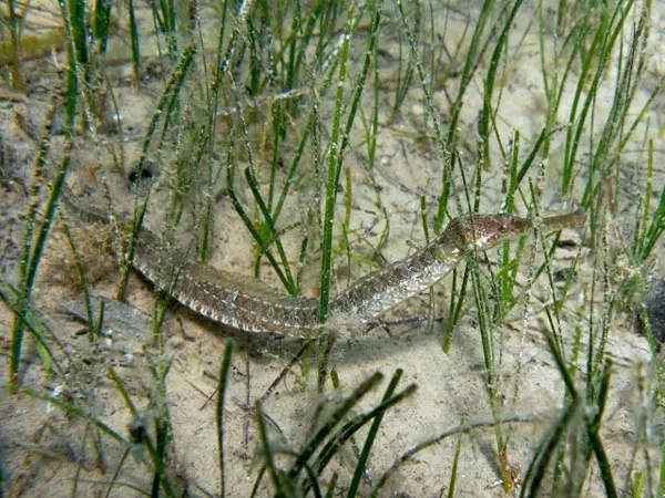 Peixos d'agulla marins i d'aigua dolça: descripció, distribució, manteniment i reproducció 13_60