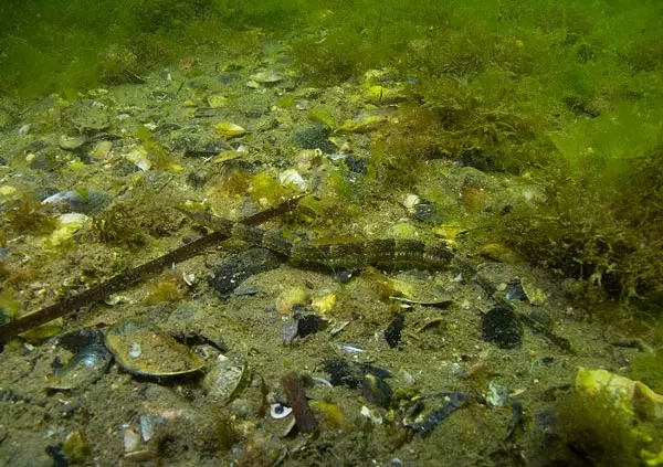 Peixos d'agulla marins i d'aigua dolça: descripció, distribució, manteniment i reproducció 13_61