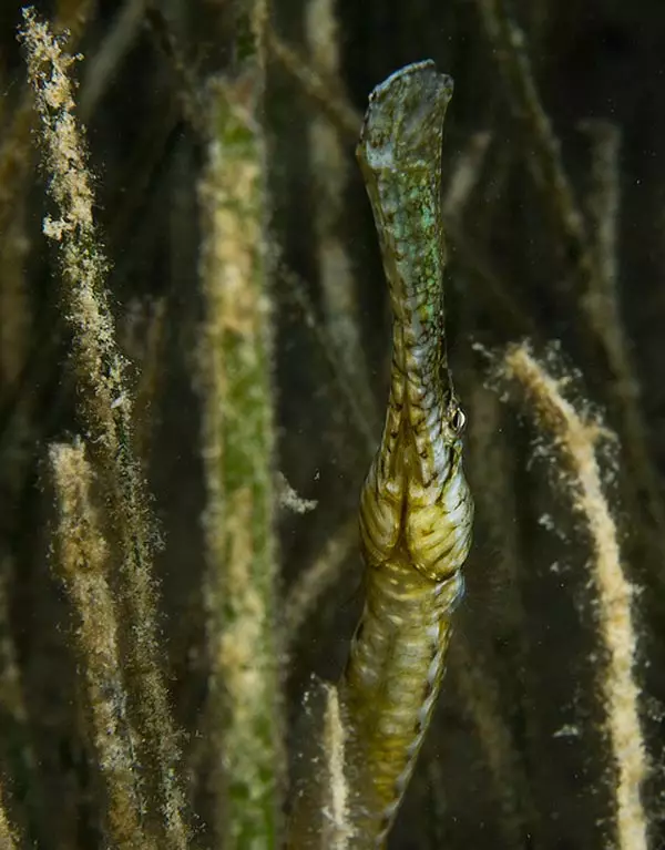 Peixos d'agulla marins i d'aigua dolça: descripció, distribució, manteniment i reproducció 13_62