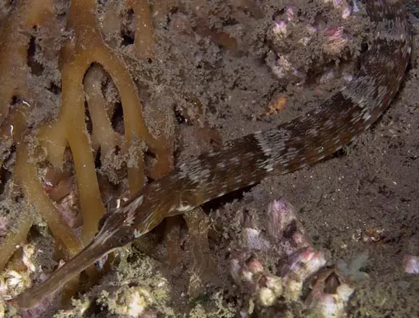 Peixos d'agulla marins i d'aigua dolça: descripció, distribució, manteniment i reproducció 13_64