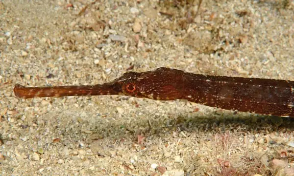 Peixos d'agulla marins i d'aigua dolça: descripció, distribució, manteniment i reproducció 13_69