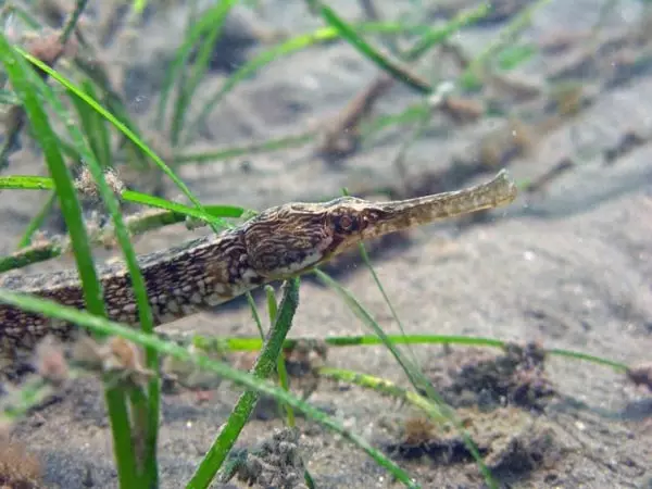 Zee- en zoetwaternaaldvissen: beschrijving, distributie, onderhoud en reproductie 13_72