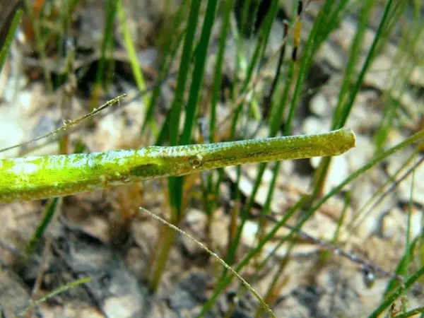 Peixos d'agulla marins i d'aigua dolça: descripció, distribució, manteniment i reproducció 13_73