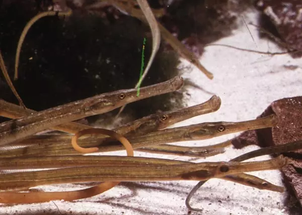 Peixos d'agulla marins i d'aigua dolça: descripció, distribució, manteniment i reproducció 13_76