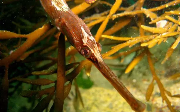 Peixos d'agulla marins i d'aigua dolça: descripció, distribució, manteniment i reproducció 13_79