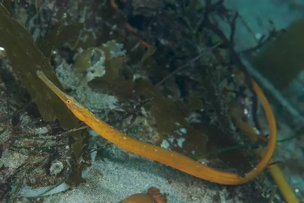 Peixos d'agulla marins i d'aigua dolça: descripció, distribució, manteniment i reproducció 13_84