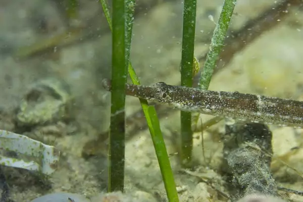 Peixos d'agulla marins i d'aigua dolça: descripció, distribució, manteniment i reproducció 13_85