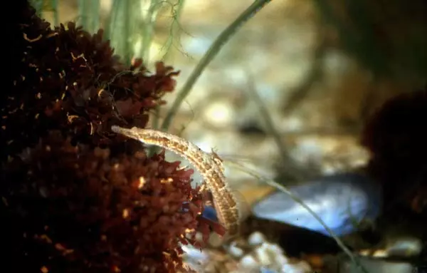 Peixos d'agulla marins i d'aigua dolça: descripció, distribució, manteniment i reproducció 13_93