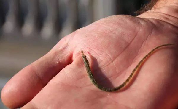 Peixos d'agulla marins i d'aigua dolça: descripció, distribució, manteniment i reproducció 13_97