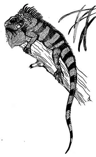 GENUS REAL IGUANA GENUS IGUANA LAURENTI, 1768