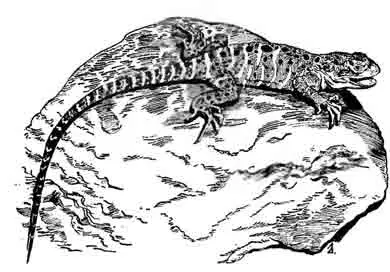 ĠENERALI LEOPARD LIZARDS, jew GAMBELS GENUS GAMBELIA BAIRD, 1859