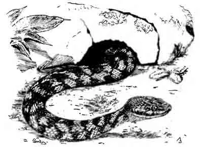 GENUS VAN CAT SNAKE GENUS TELESCOPUS WAGLER, 1830