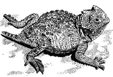 GENUS ANIMATSIYALARI, HORNLAR, LIZARDLAR GENUS PHRYNOSOMA WIEGMANN, 1828 y.