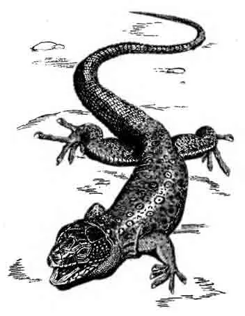 Mekholutsoane ea 'Nete ea Lelapa Familia Lacertidae Fitzinger, 1826