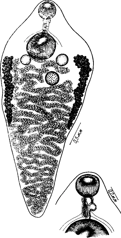 Genus Stromitrema Skrjabin et Evranova, 1944 14145_2