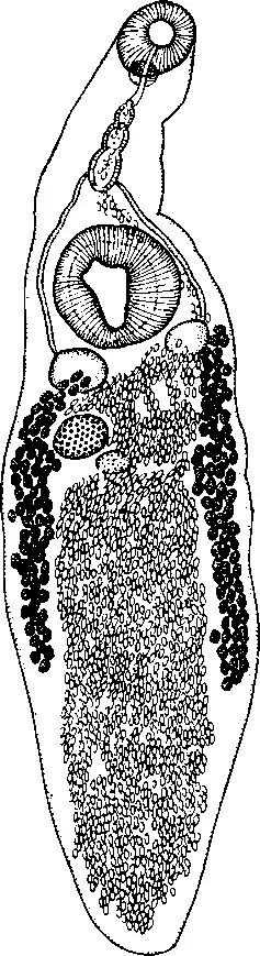 Ættkvísl Stromitrema Skrjabin et Evranova, 1944 14145_3