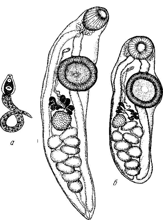 Gucukumbura Gorgodera cygnoides 14153_3