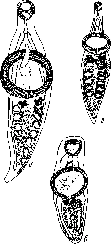 Ciclo di sviluppo Gorgodera amplicava 14176_2