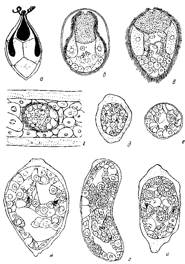 Udviklingscyklus Gorgodera amplicava 14176_3