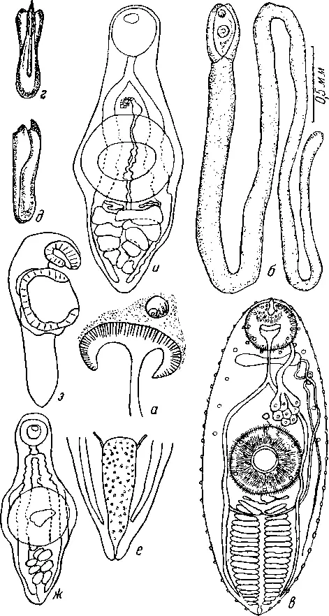 Udviklingscyklus Gorgodera amplicava 14176_4