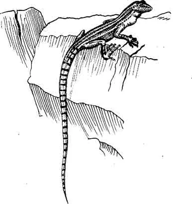 ROD AMAIVA ROD AMEIVA MEYER, 1795