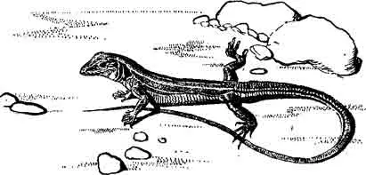 ئاپېلسىن بوغۇزى Knemidophore Cnemidophorus hyperithrus