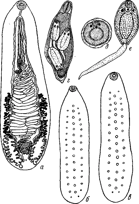 Deskripsyon Notocotylus imbricatus 14282_3