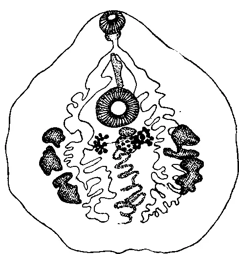 Aletalodistomum (Рetalodistomum) ਪੌਲੀਕਲੇਡਮ ਐਸ. ਜੌਹਨਸਟਨ, 1913 14292_2