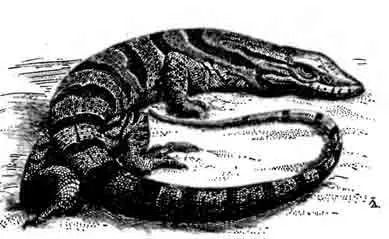 Teulu Monitor Madfallod Familia Varanidae, Grey, 1827