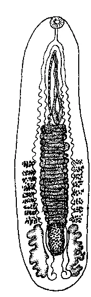 Catatropis filamentis Barker ، 1915 14357_2