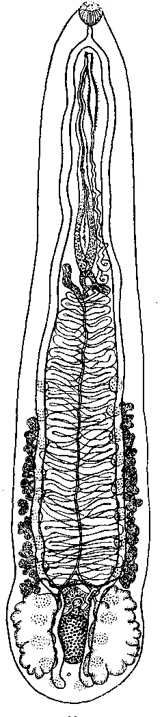 Catatropis filamentis Barker ، 1915 14357_3