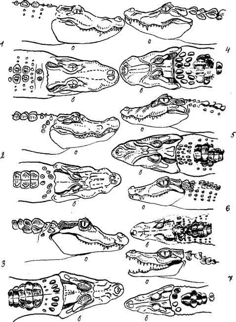 GENUS ALLIGATOR GENUS ALLIGATOR CUVIER, 1807