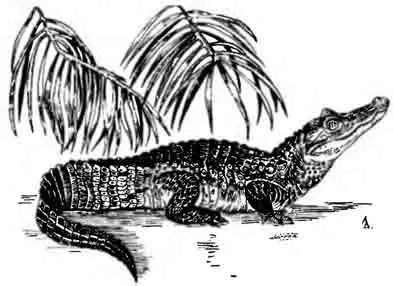 CAYMANS GWYDR GENUS GENUS CAIMAN SPIX, 1825