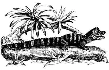 GENUS BLACK CAYMANS GENUS MELANOSUCHUS GRAY, 1862