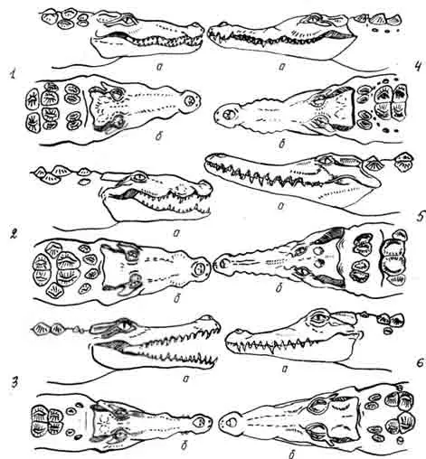 Family True Crocodiles Familia Crocodylidae Gray, 1825