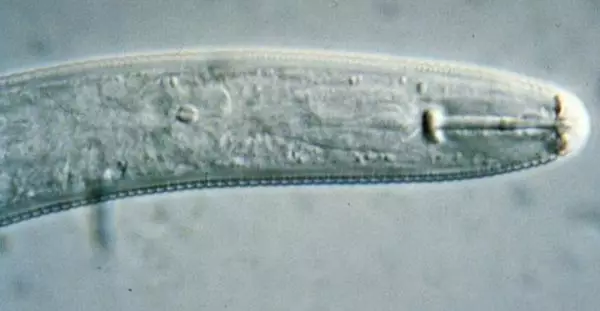 Анатомија на Phyllodistomum megalorchis 14494_1