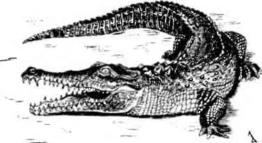 Terav krokodill Crocodylus acutus Cuvier, 1807