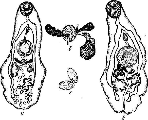 Phyllodistomum (Catoptroides) singulier Lynch, 1936 14546_2