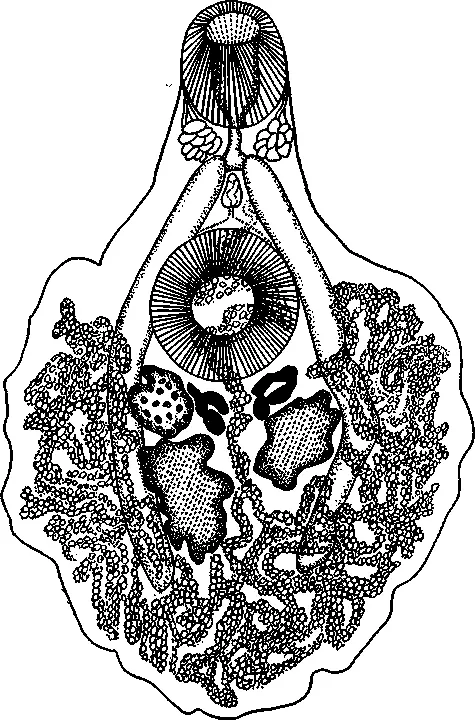 Phyllodistomum (Catoptroides) singulier Lynch, 1936 14546_3