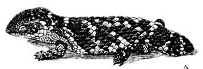 GENUS SHORT-TIED SCINCY GENUS TRACHYDOSAURUS GREY, 1845