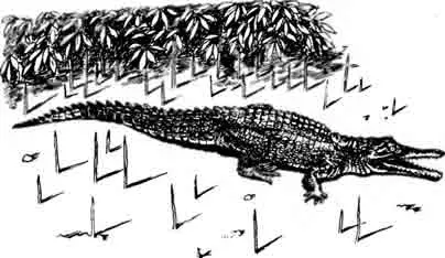 Ọgụ agụ iyi nke Australia Crocodylus johnsoni Krefft, 1873