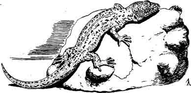 GENUS LIZARD GENUS XANTHUSIA BAIRD, 1858