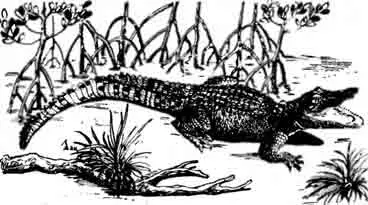 Crocodilo salgado Crocodylus porosus Schneider, 1801