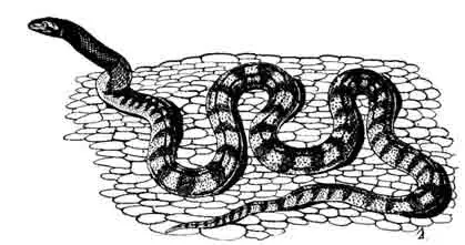 PYTHONS GENUS nwere isi ojii GENUS ASPIDITES PETERS, 1876