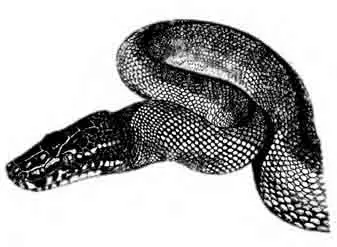 GENUS BOTTOM PYTHONS ، يا BOTHROCHILUS GENUS BOTHROCHILUS (SCHLEGEL ، 1837)