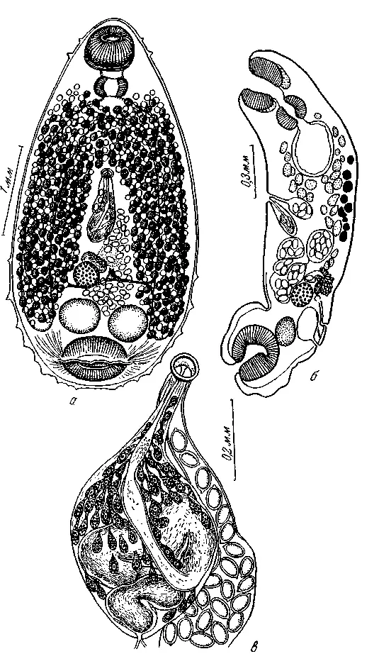 Choanomyzus tasmaniae Manter et Crowcroft ، 1950 14752_2