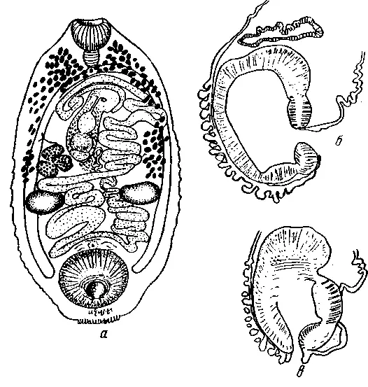 Choanomyzus tasmaniae Manter et Crowcroft ، 1950 14752_3