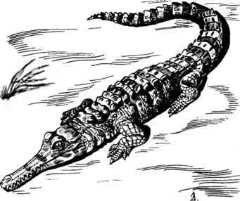 GENUS GAVIAL CROCODYLES GENUS TOMISTOMA S. MULLER, 1846