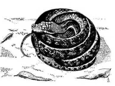 GJENUSIT PYTHONS ROMBIK AUSTRALIANE, ose PYTHONS UJORE GENUS MORELIA GRI, 1842