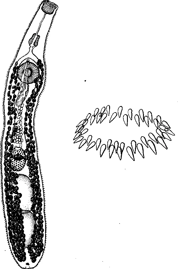 Anatamaíocht Stephanostomum faponicum 14805_2